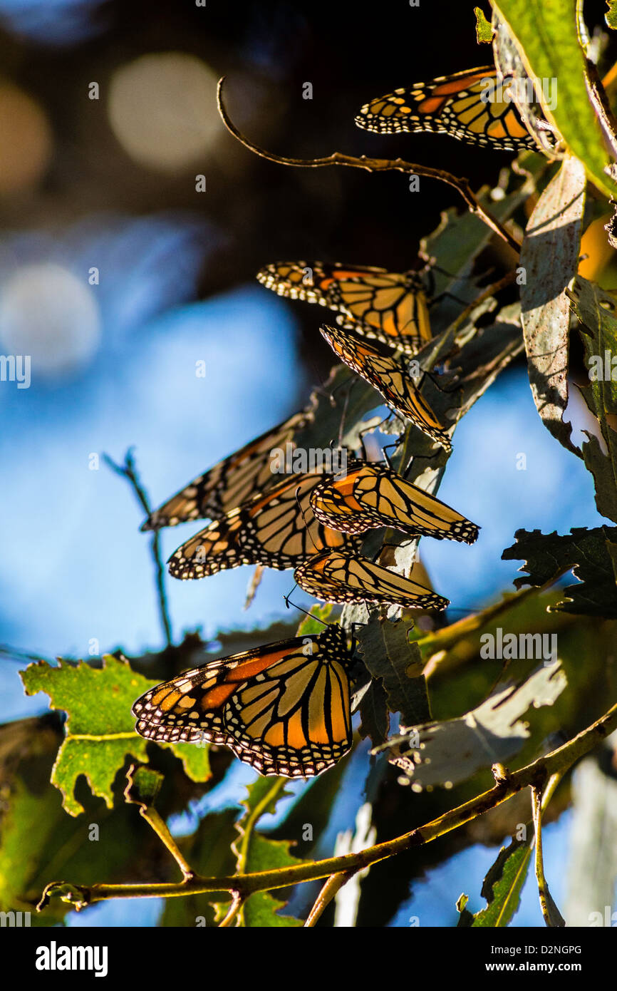 Group of monarchs on a eucalyptus branch Stock Photo - Alamy