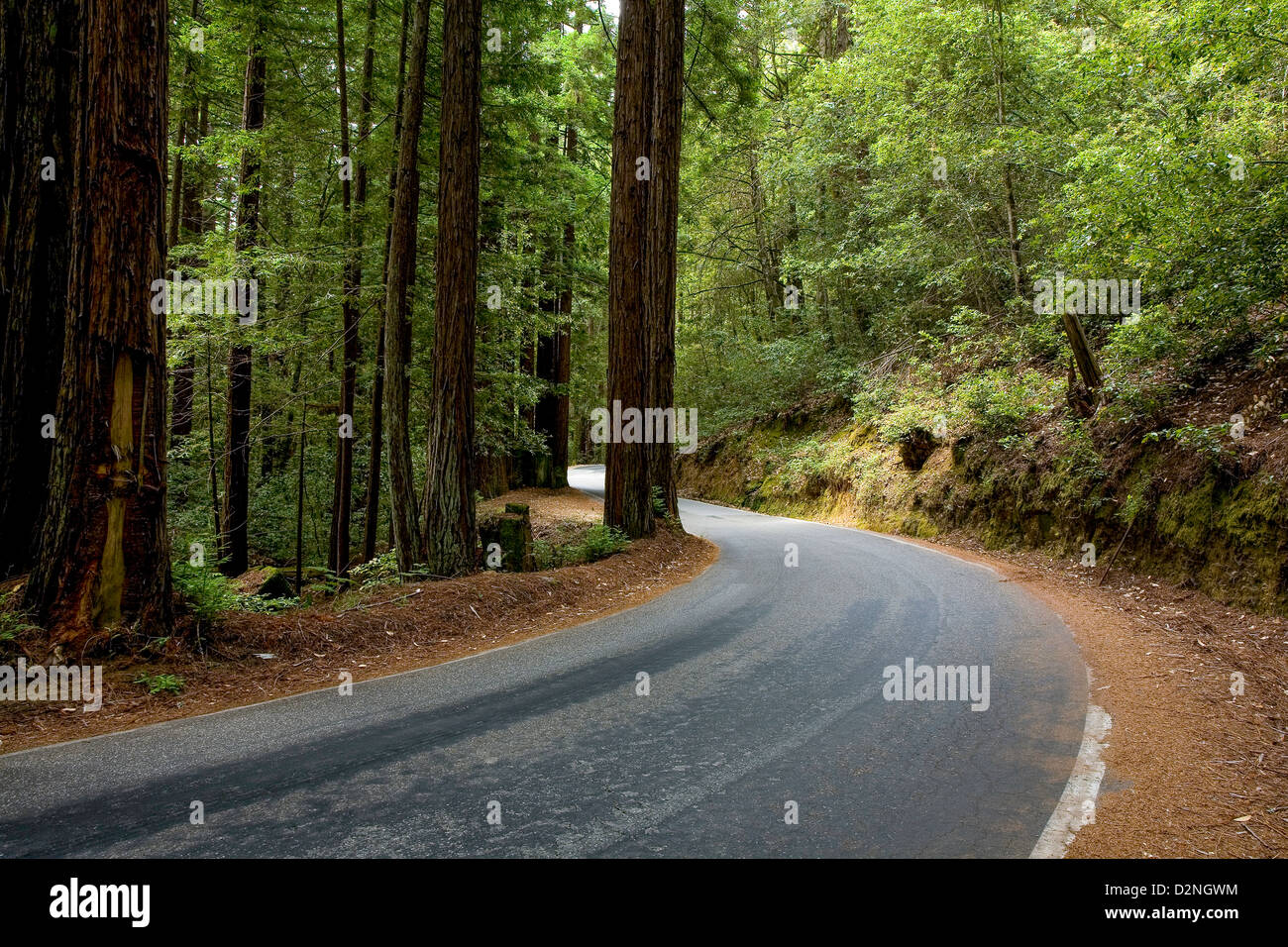 Big Basin Highway in Big Basin Redwoods State Park Stock Photo - Alamy