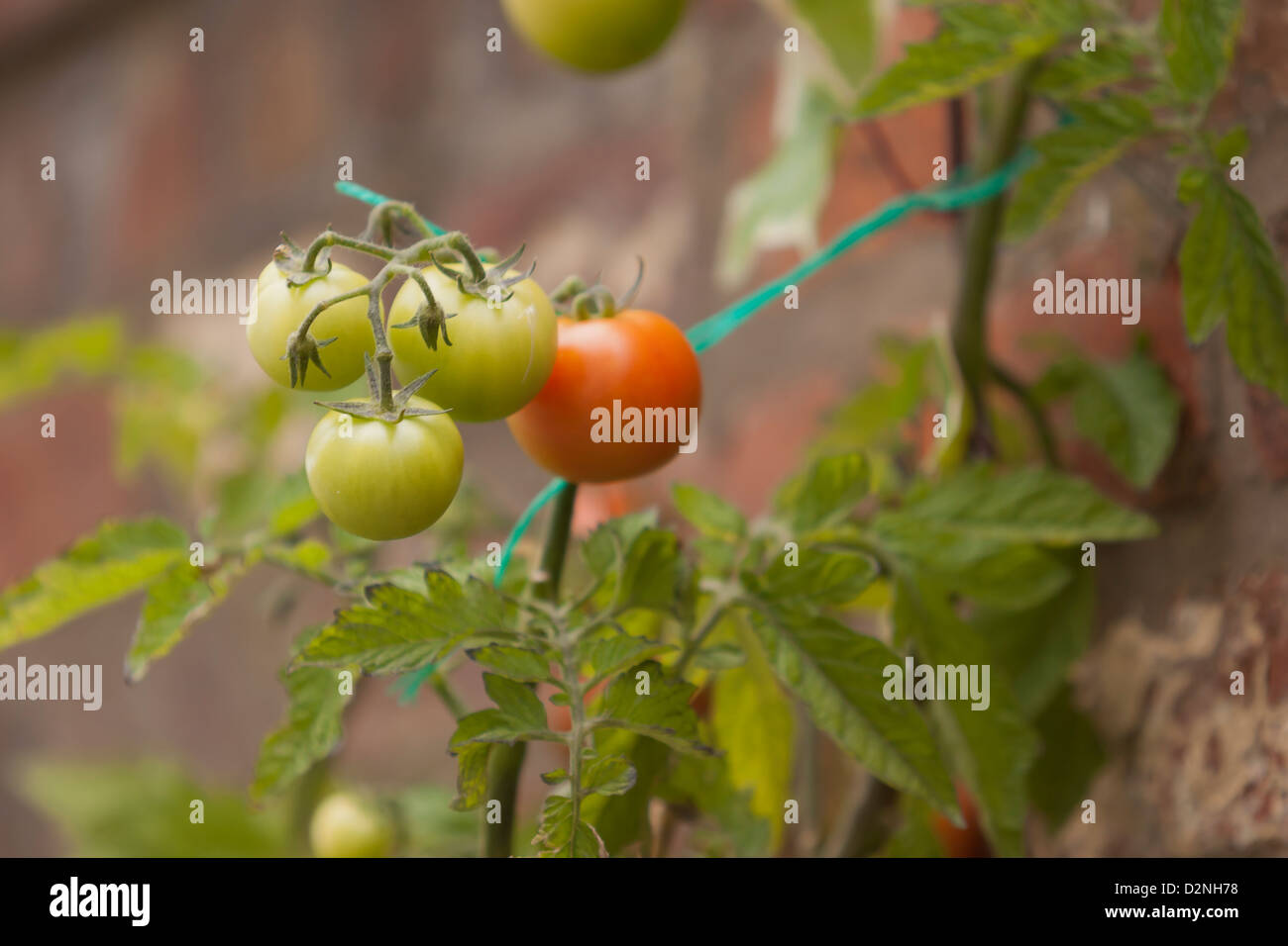 TOMATOES ON THE VINE Stock Photo - Alamy