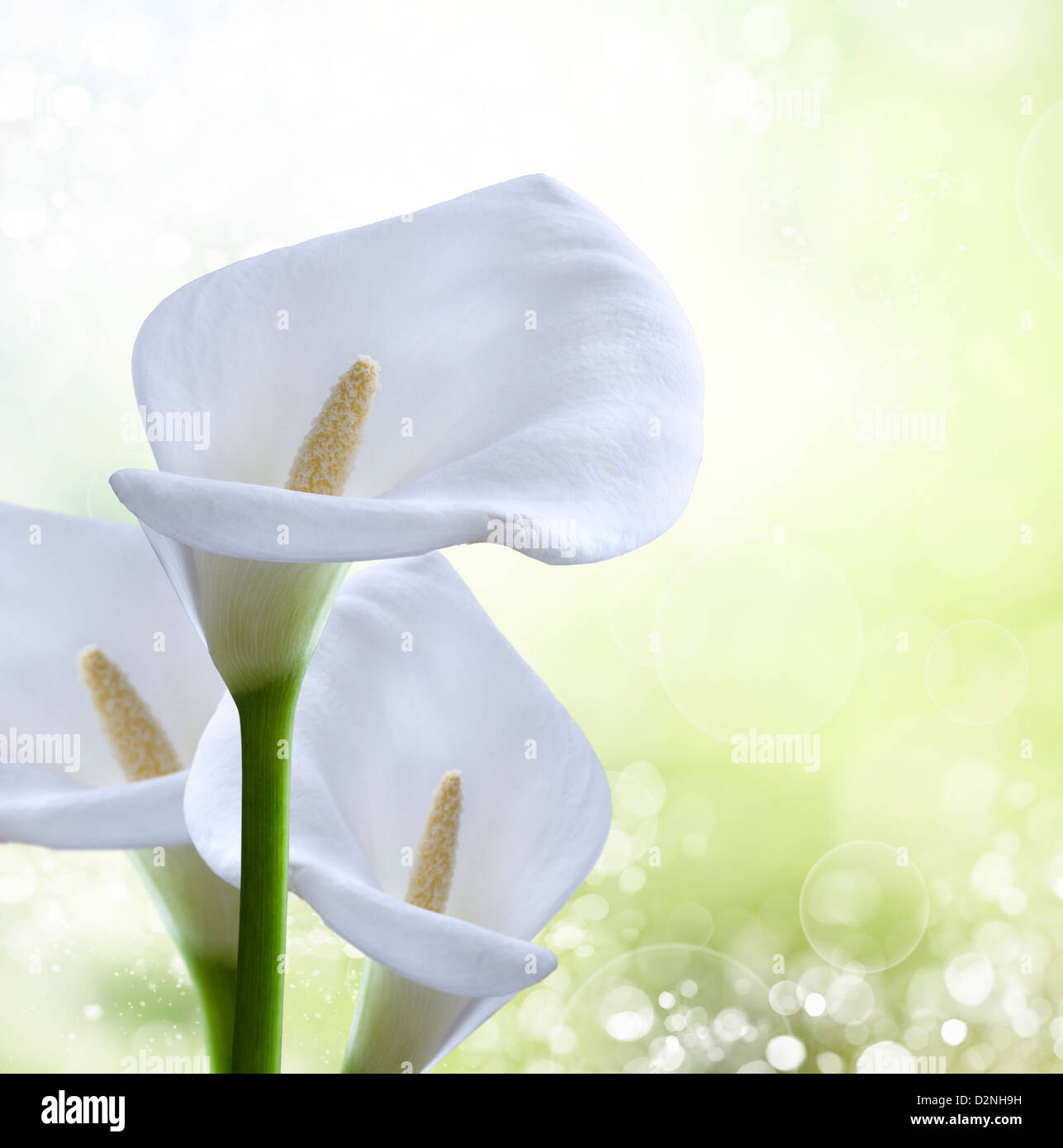 Beauty effects hi-res stock photography and images - Alamy