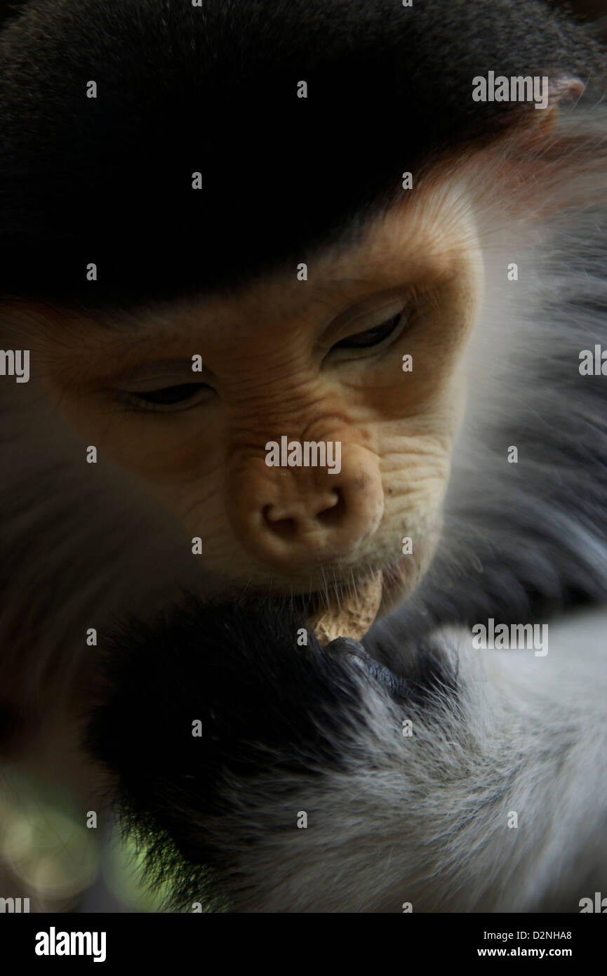rare monkey eating Stock Photo - Alamy