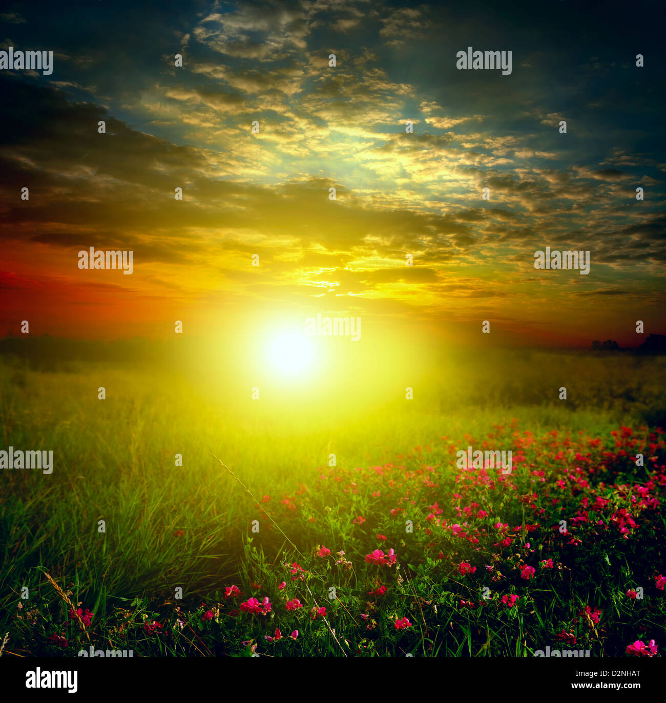 Flowers in bloom in meadow hi-res stock photography and images - Alamy