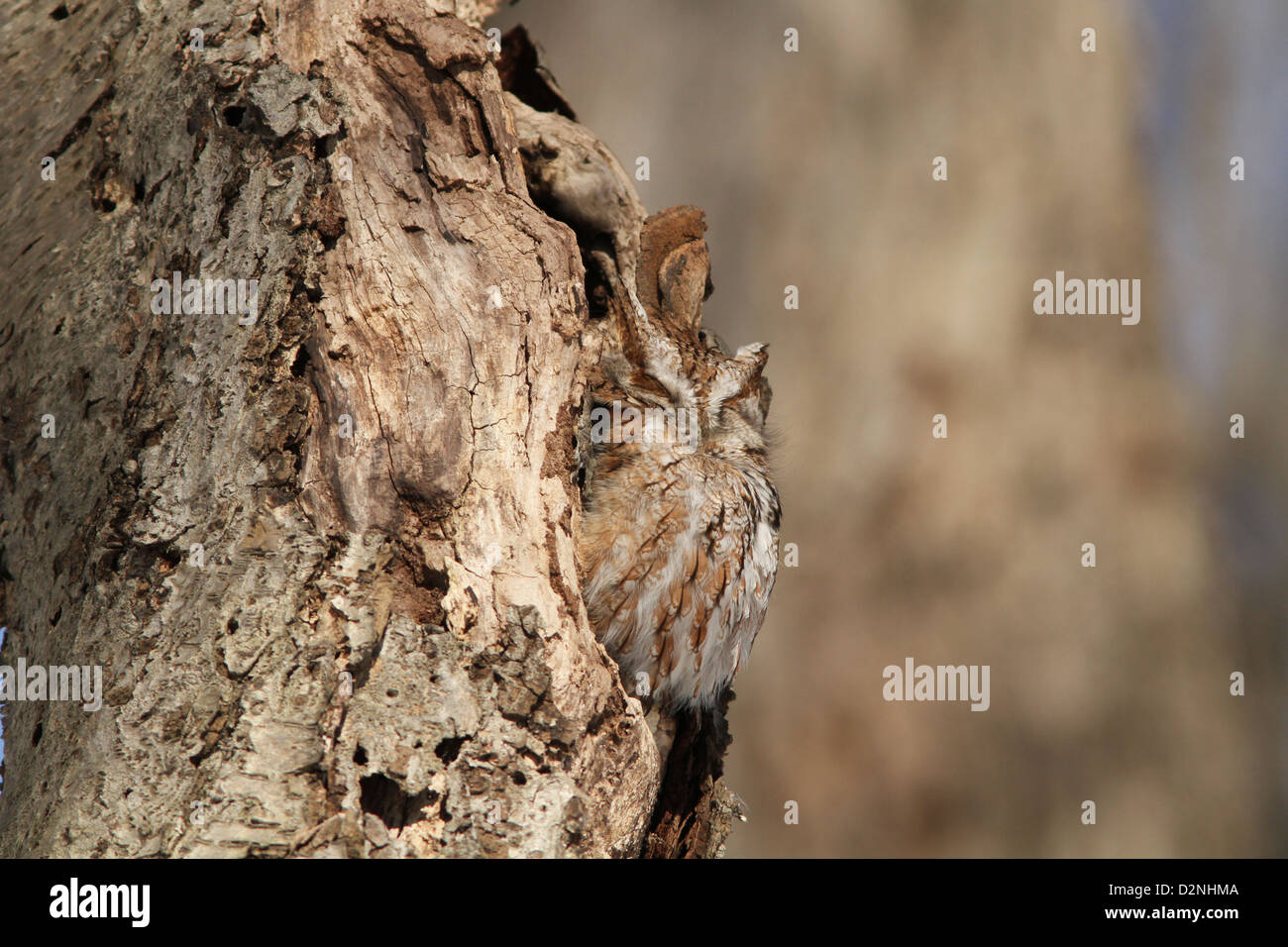 Eastern Screech Owl Camouflage