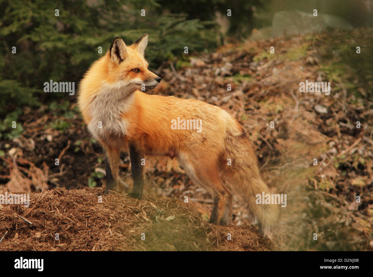 Female Red fox (Vulpes vulpes) hunting Stock Photo - Alamy