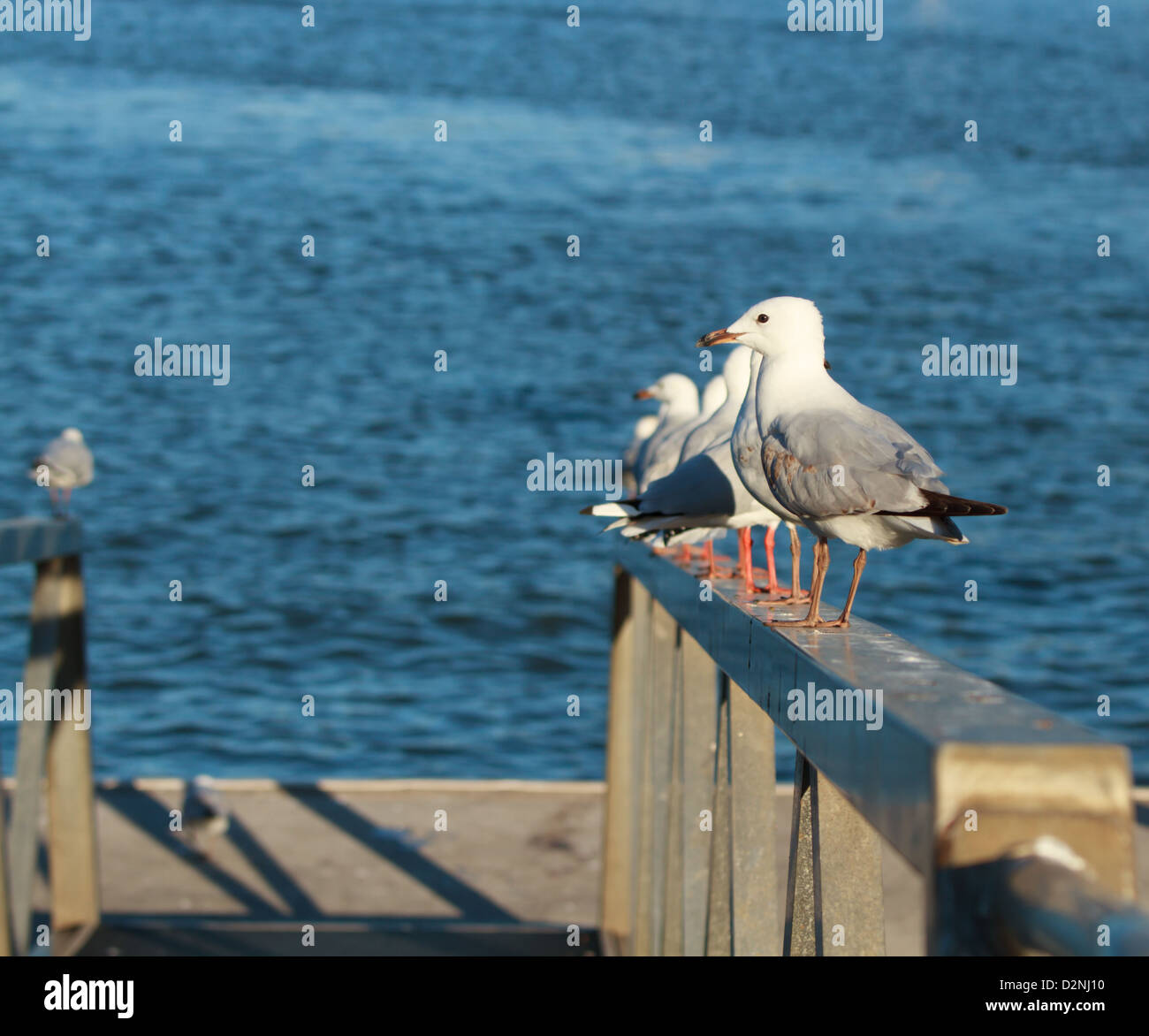 Seagulls bird forming one line in a boat ramp Stock Photo - Alamy