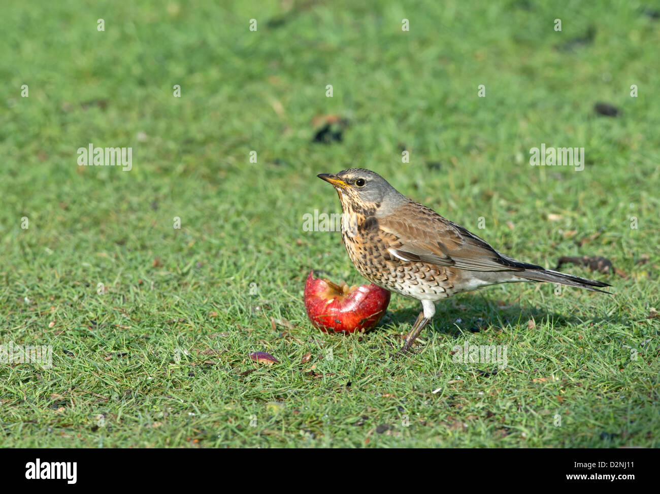 Fieldfare uk hi-res stock photography and images - Alamy