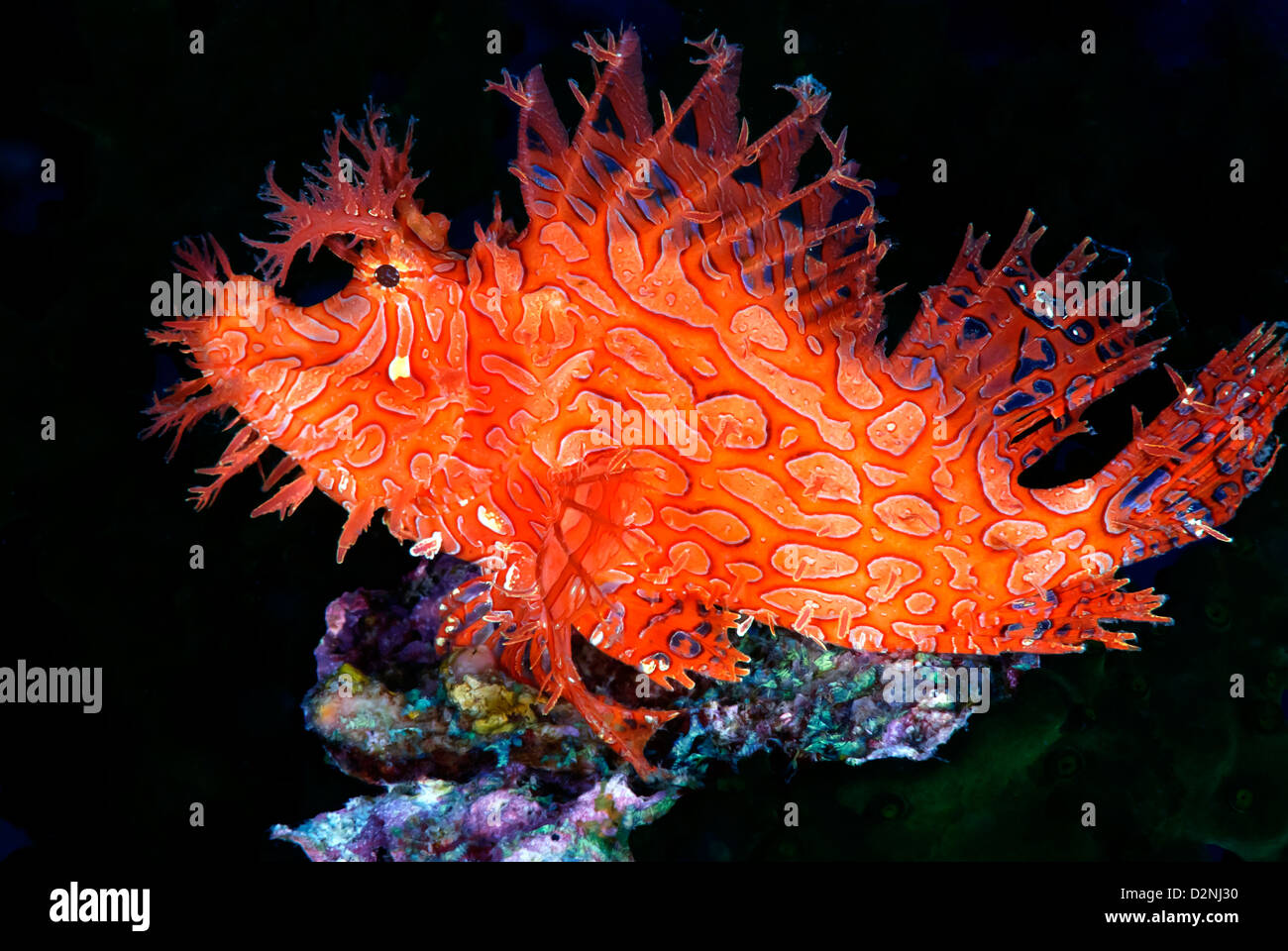 Weedy Scorpion Fish Rhinopias frondosa sitting on a Coral, Loloata ...