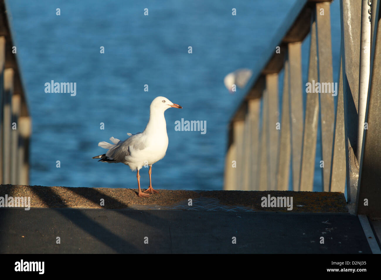 Seagull bird posing in a boat ramp Stock Photo - Alamy