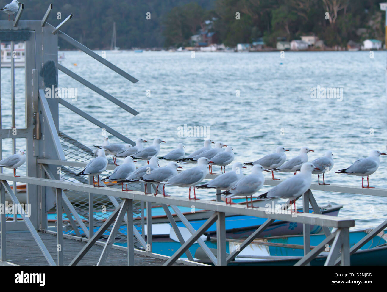 Two lines of Seagulls bird in a boat ramp handle Stock Photo - Alamy