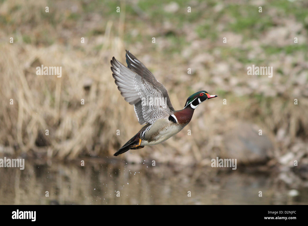 Duck takeoff hi-res stock photography and images - Alamy