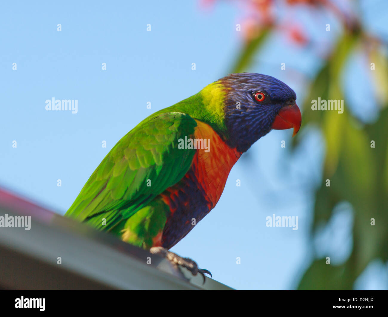 Rainbow Lorikeet parrot in the backyard Stock Photo - Alamy