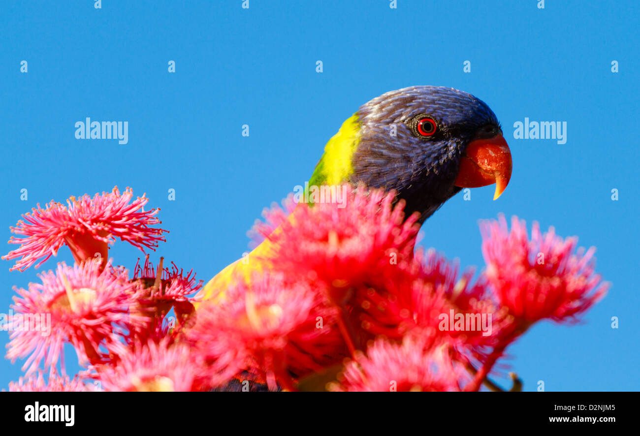 Australian parrot flowers hi-res stock photography and images - Alamy
