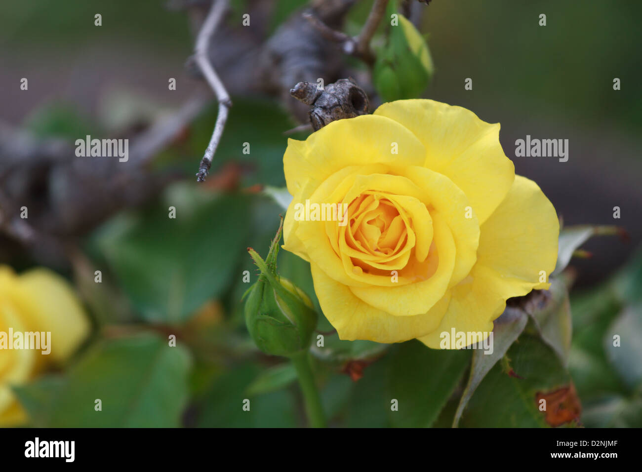 One beautiful yellow rose in a garden Stock Photo - Alamy