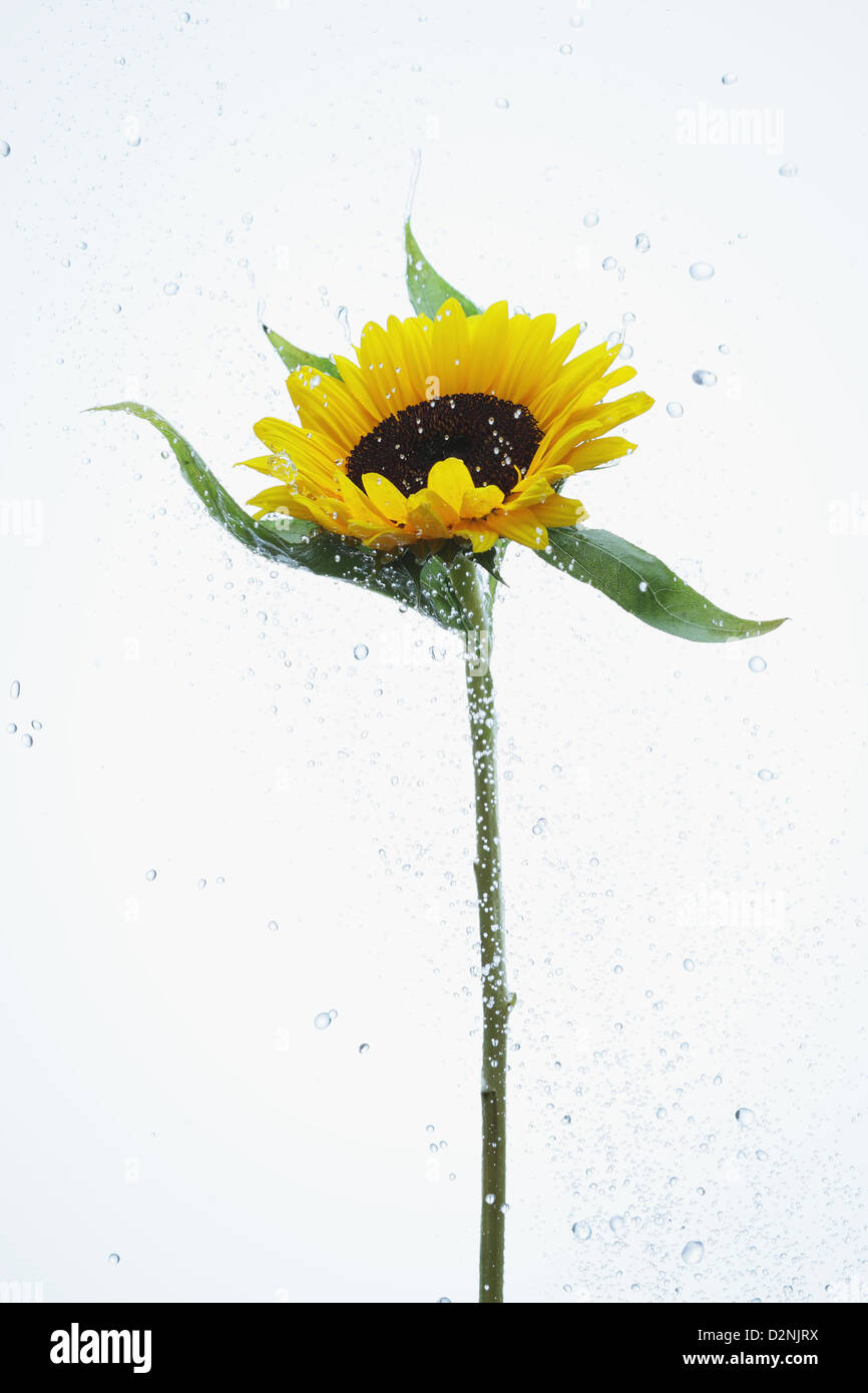 Sunflower and water drops Stock Photo - Alamy