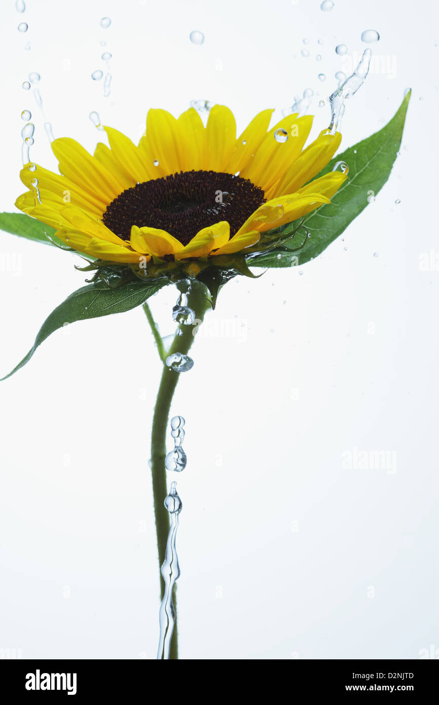Sunflower and water drops Stock Photo - Alamy