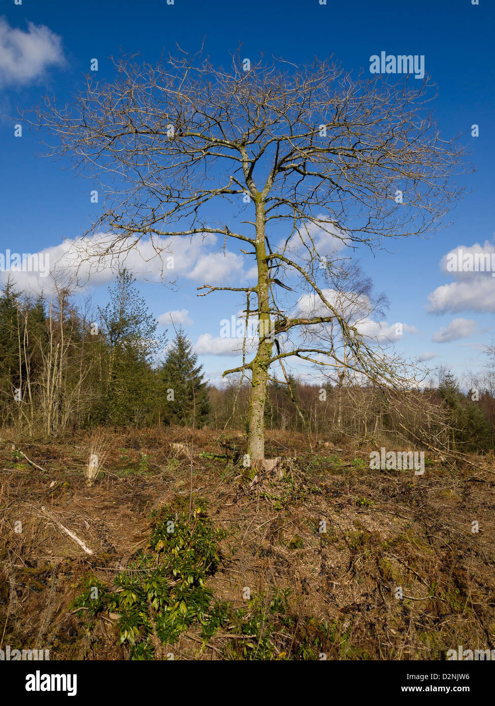 single tree in forest clearing Stock Photo - Alamy