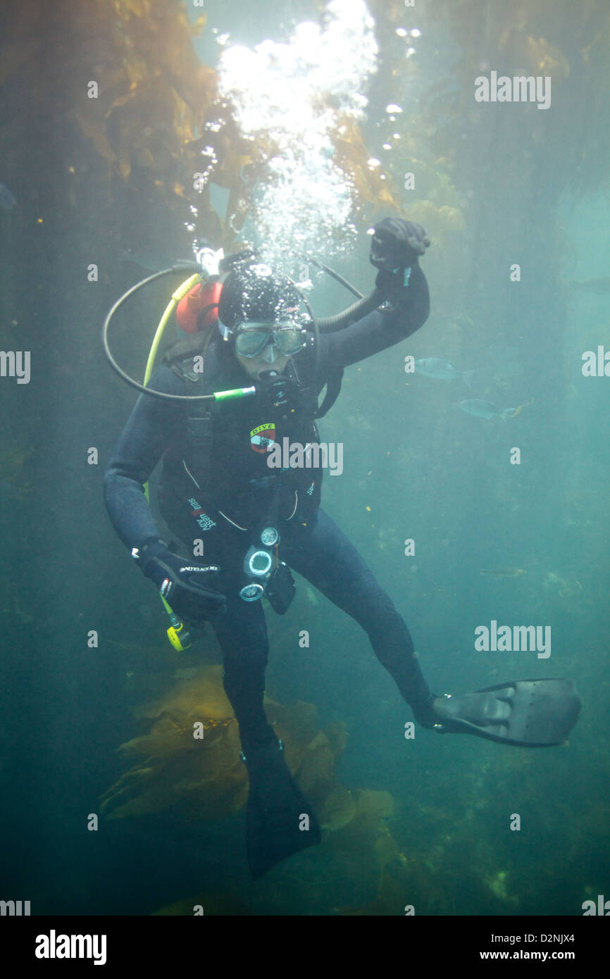 Scuba diver descending through kelp forest at Casino Point Dive Park ...