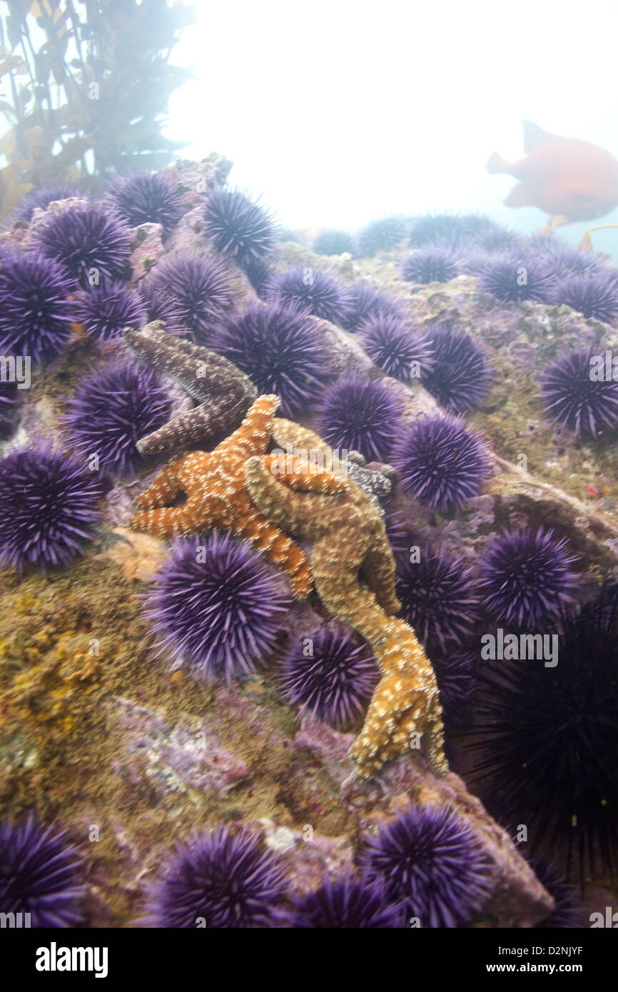 Starfish and horizontal and underwater hi-res stock photography and ...