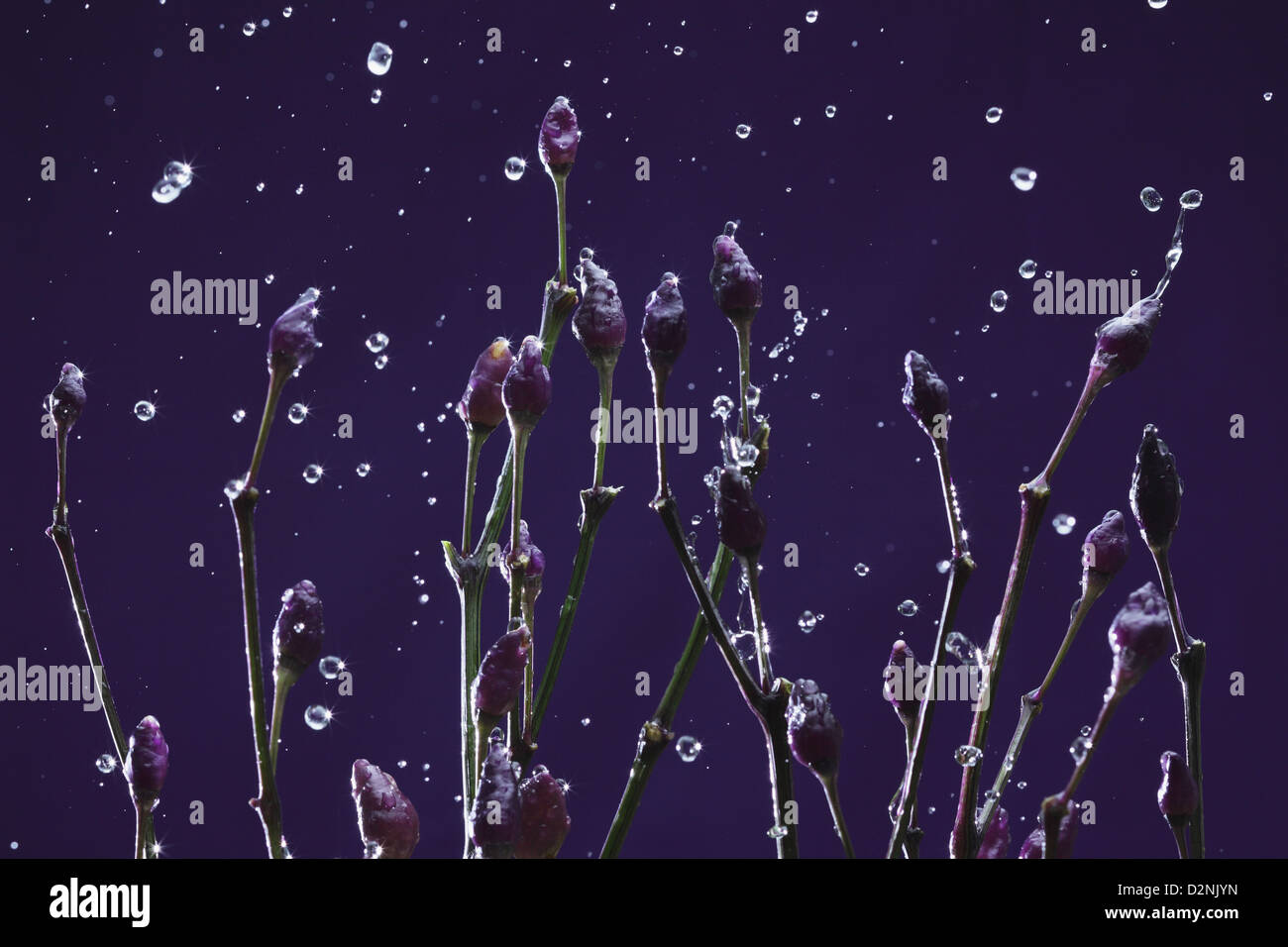 Multiple water drops hi-res stock photography and images - Alamy