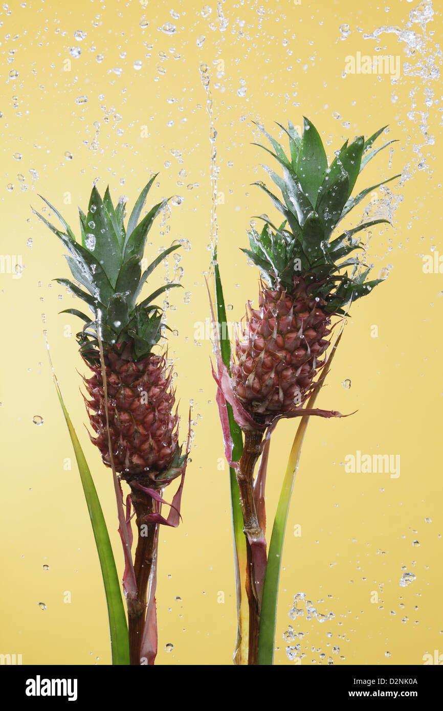 Pineapples and water drops Stock Photo - Alamy