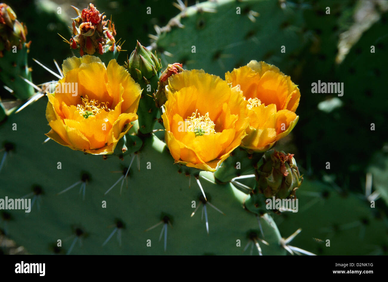 Cactus flower arizona hi-res stock photography and images - Alamy