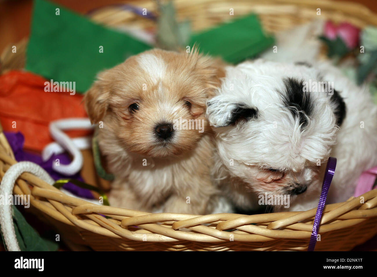 Spring puppies hi-res stock photography and images - Alamy