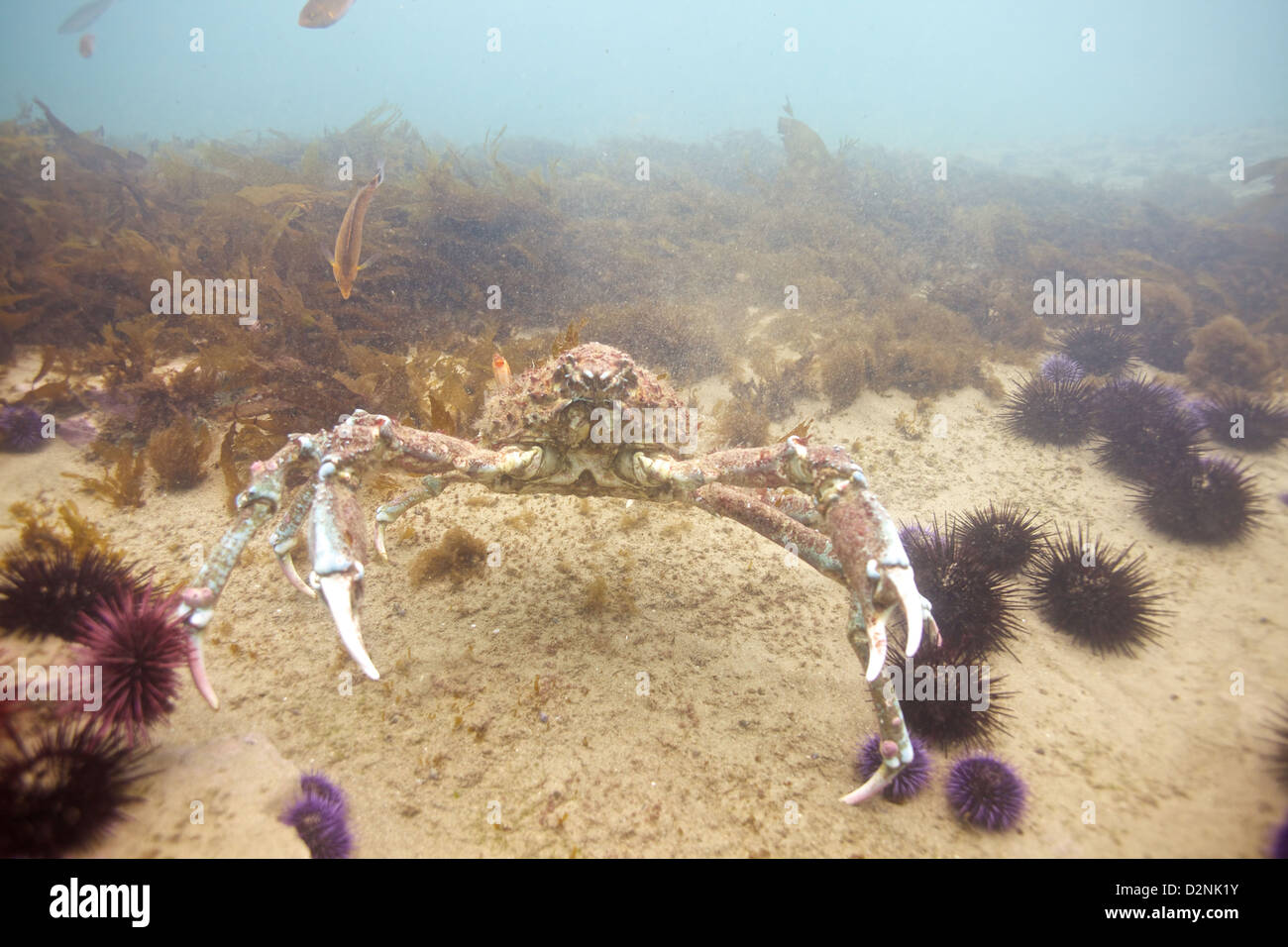 Aggressive invader hi-res stock photography and images - Alamy