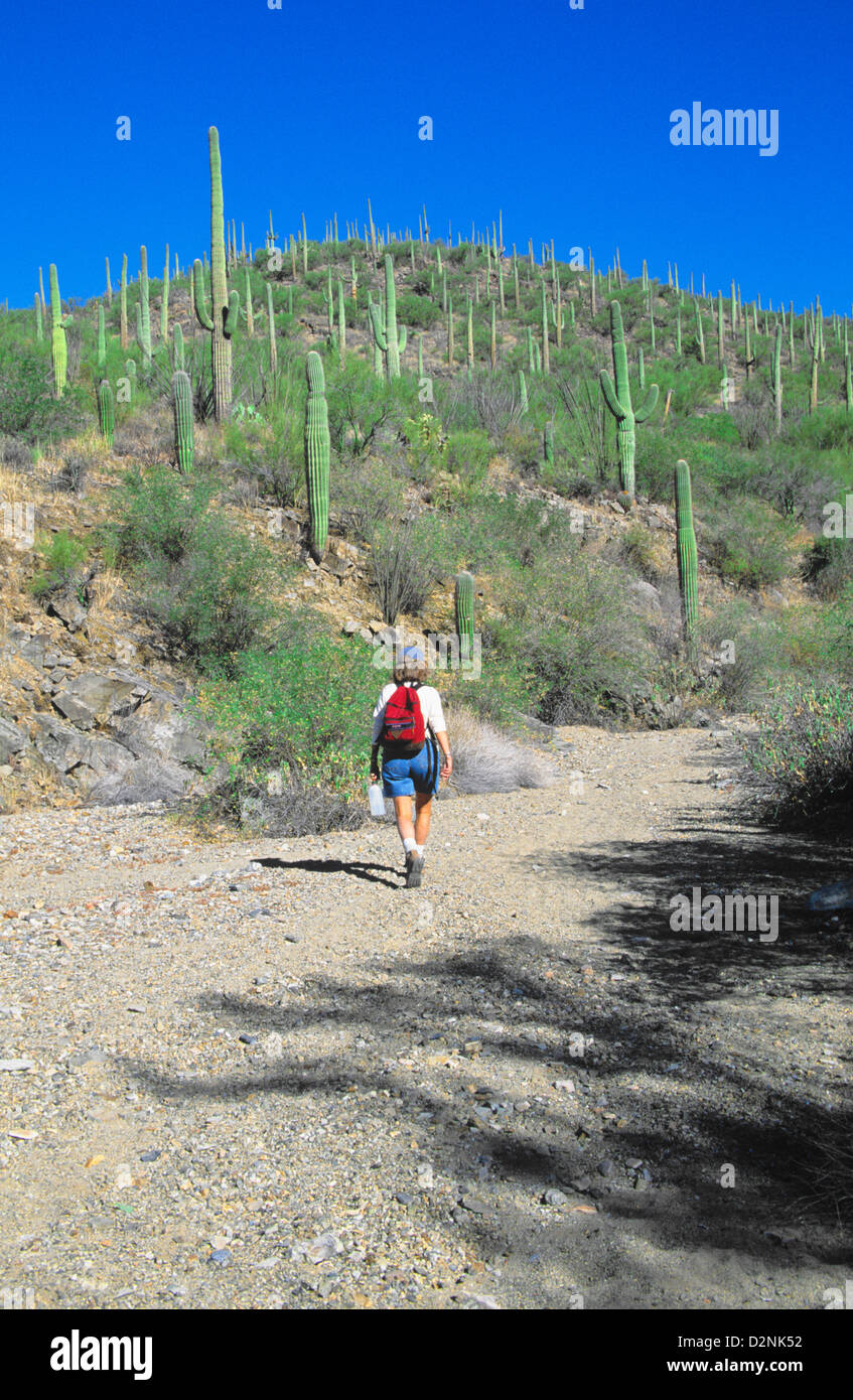 Hiker explores a dry wash at Saguaro National Park near Tucson, Arizona ...