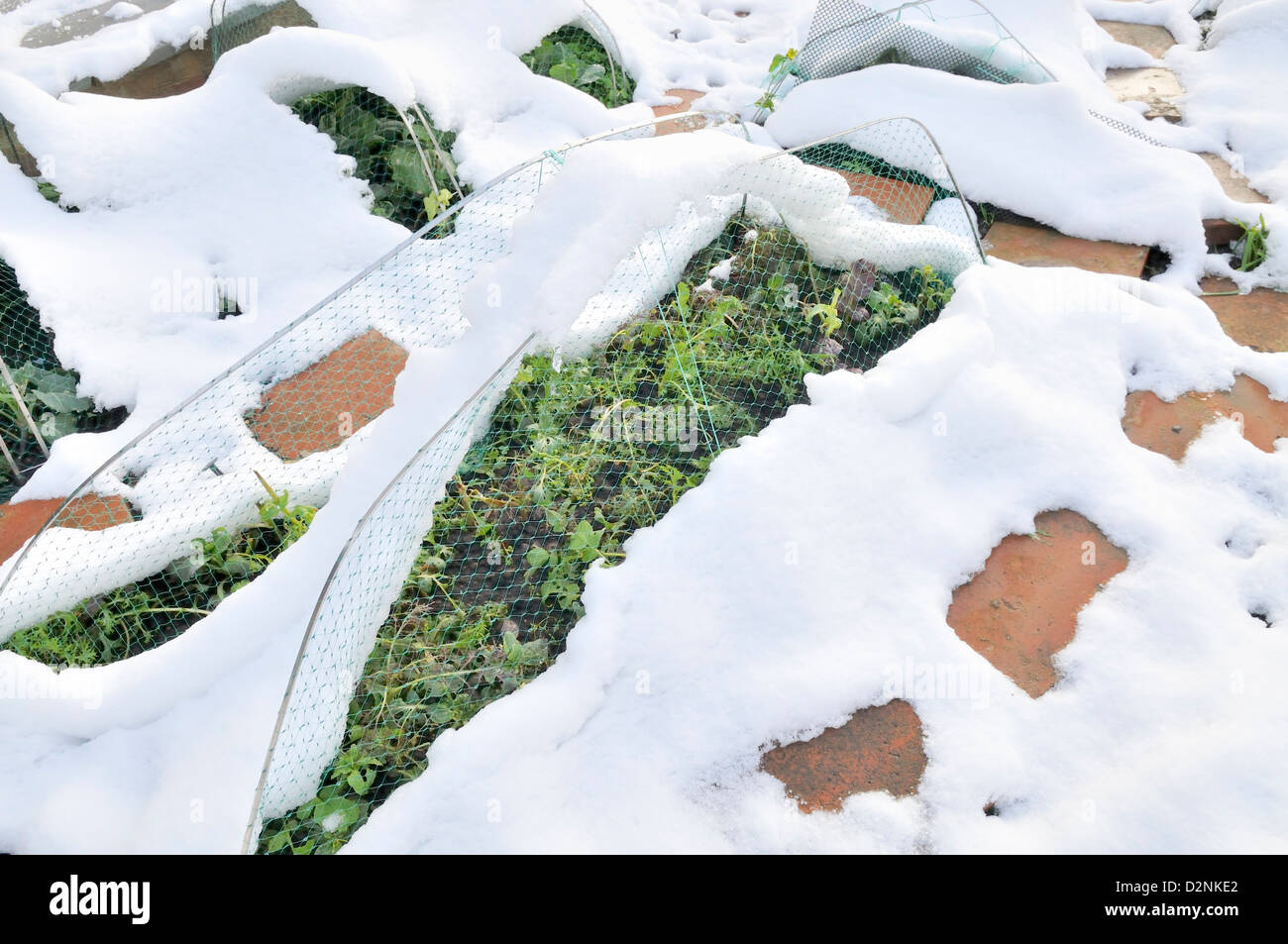 Snow Cabbage High Resolution Stock Photography and Images - Alamy