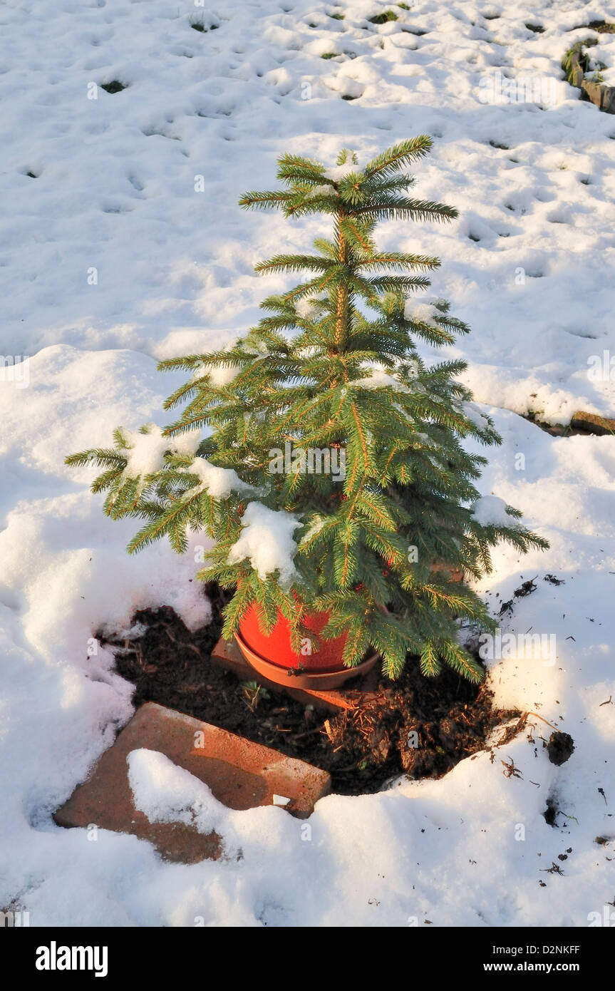 Potted Pine Stock Photos & Potted Pine Stock Images - Alamy