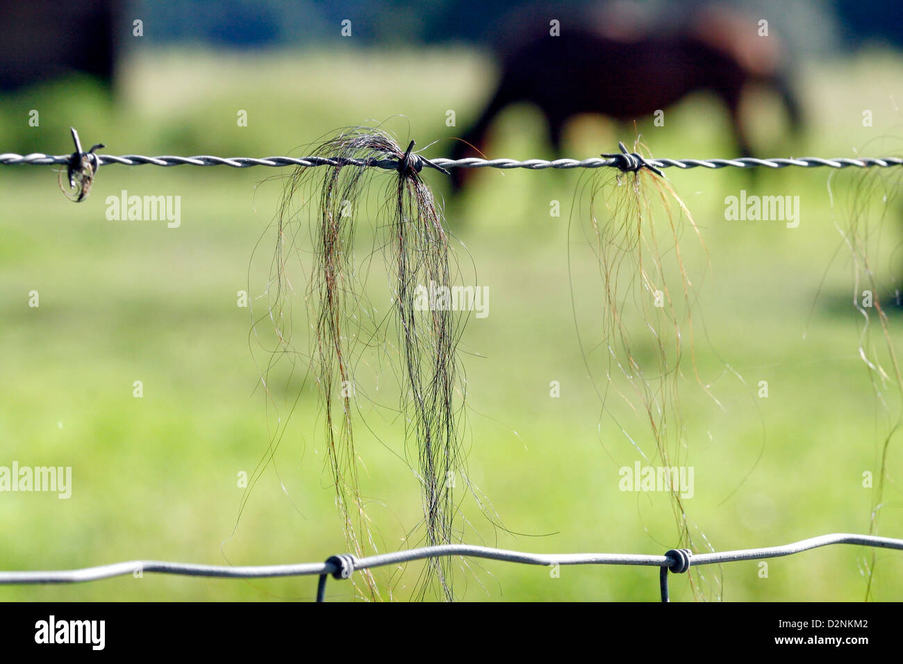 Barb horse hi-res stock photography and images - Alamy