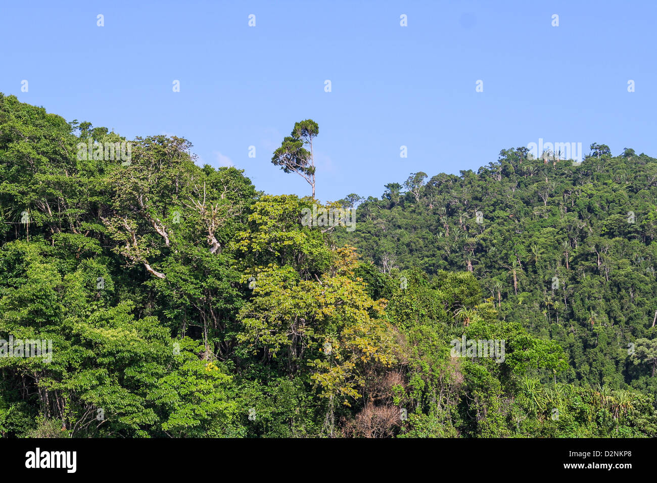 The Masoala forest in eastern Madagascar, UNESCO World Heritage Stock ...