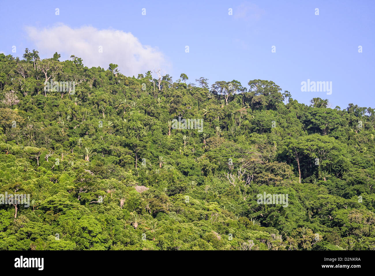 The Masoala forest in eastern Madagascar, UNESCO World Heritage Stock ...