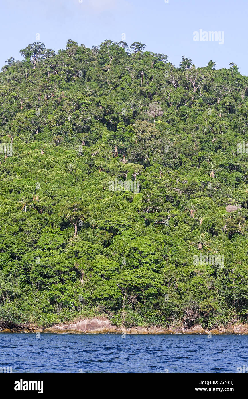 The Masoala forest in eastern Madagascar, UNESCO World Heritage Stock ...