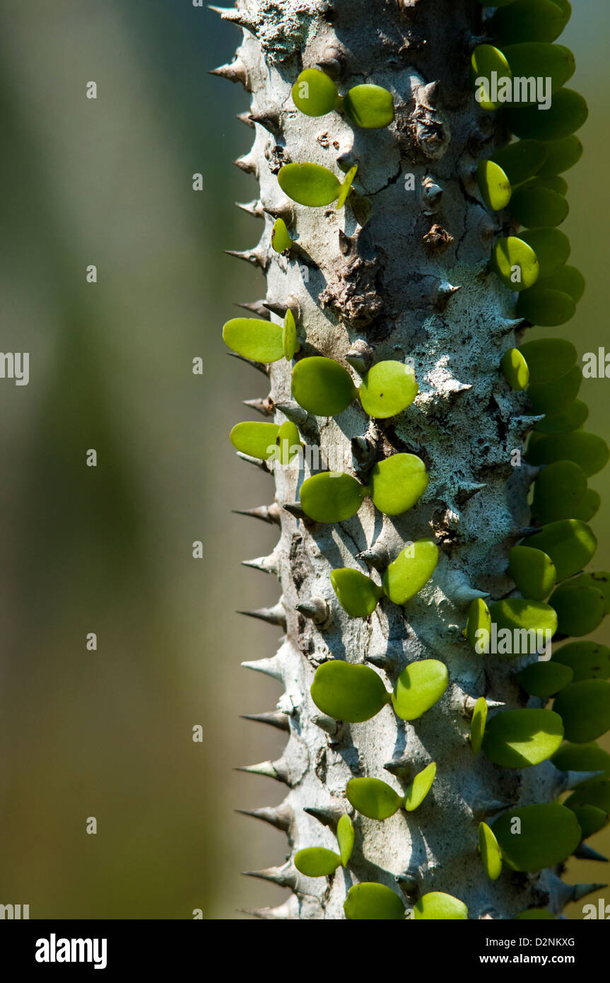 spiny forest succulent, fort dauphin (taolagnaro), madagascar Stock ...