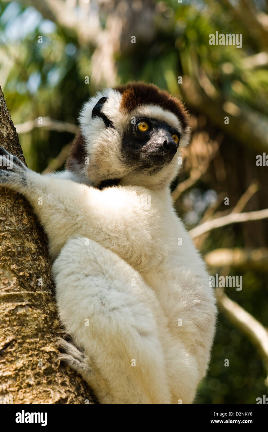 silky sifaka, fort dauphin (taolagnaro), madagascar Stock Photo - Alamy