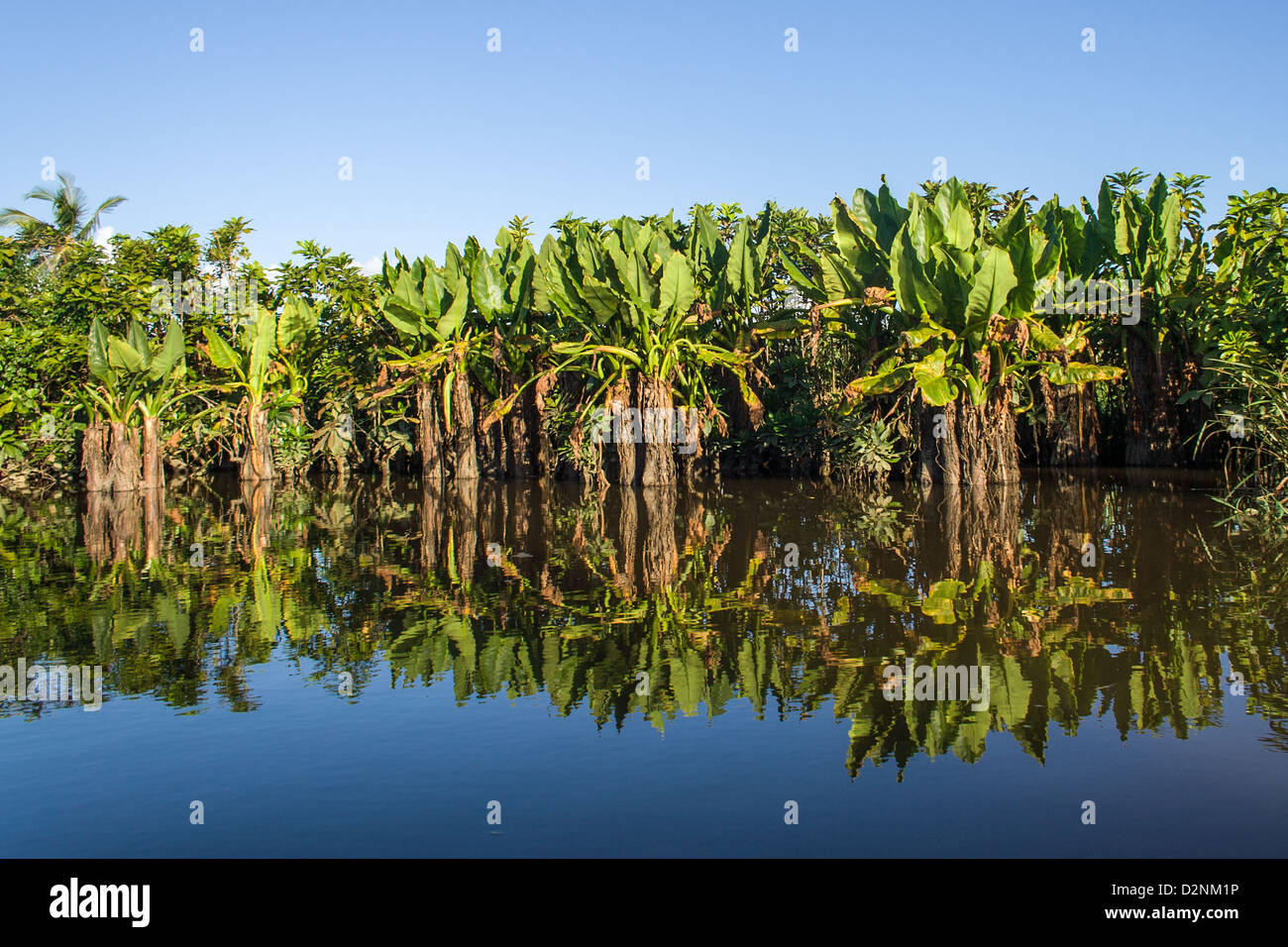 Alocasia macrorrhizos or "elephant ears" along the river in eastern ...