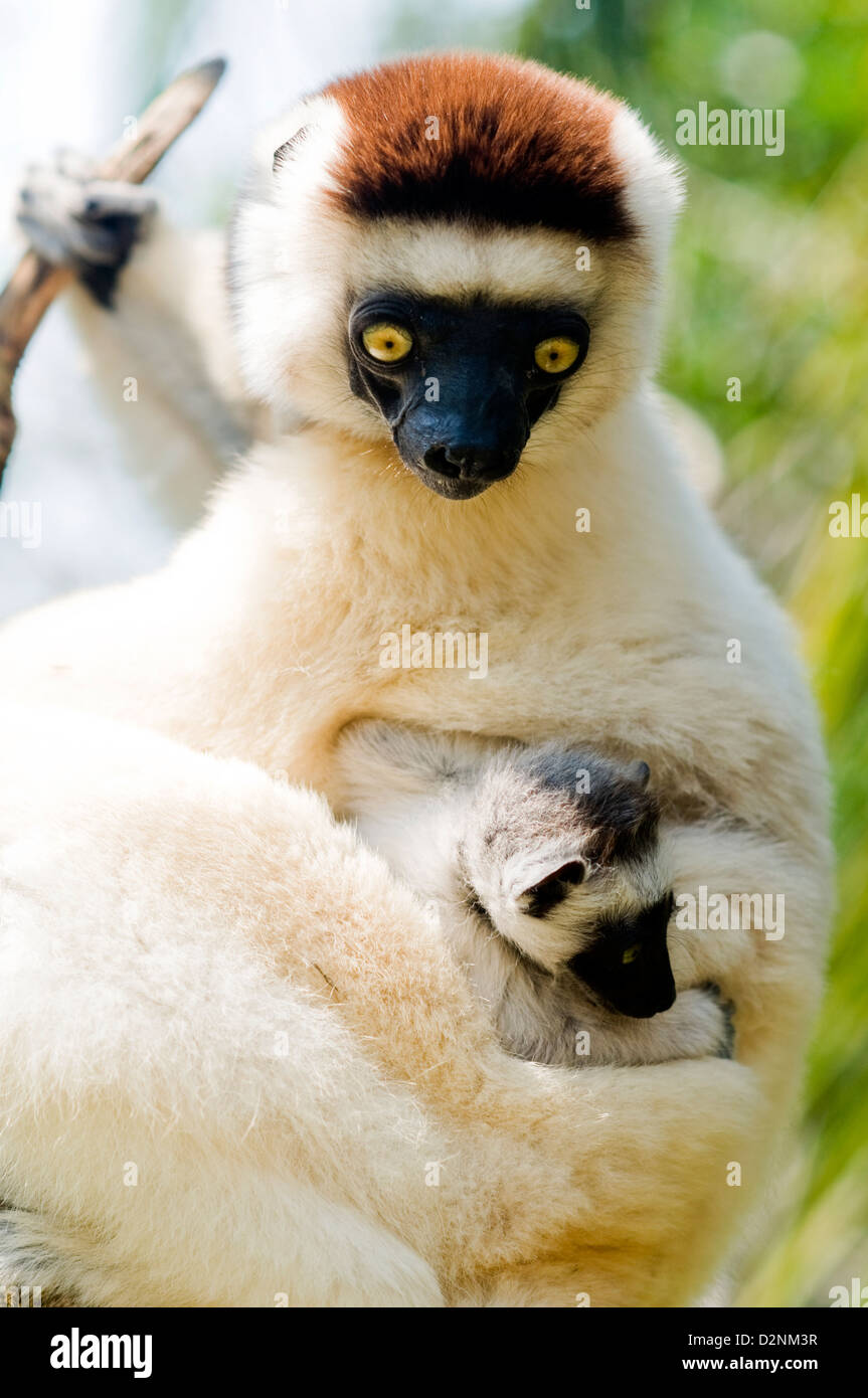 Silky sifaka madagascar hi-res stock photography and images - Alamy