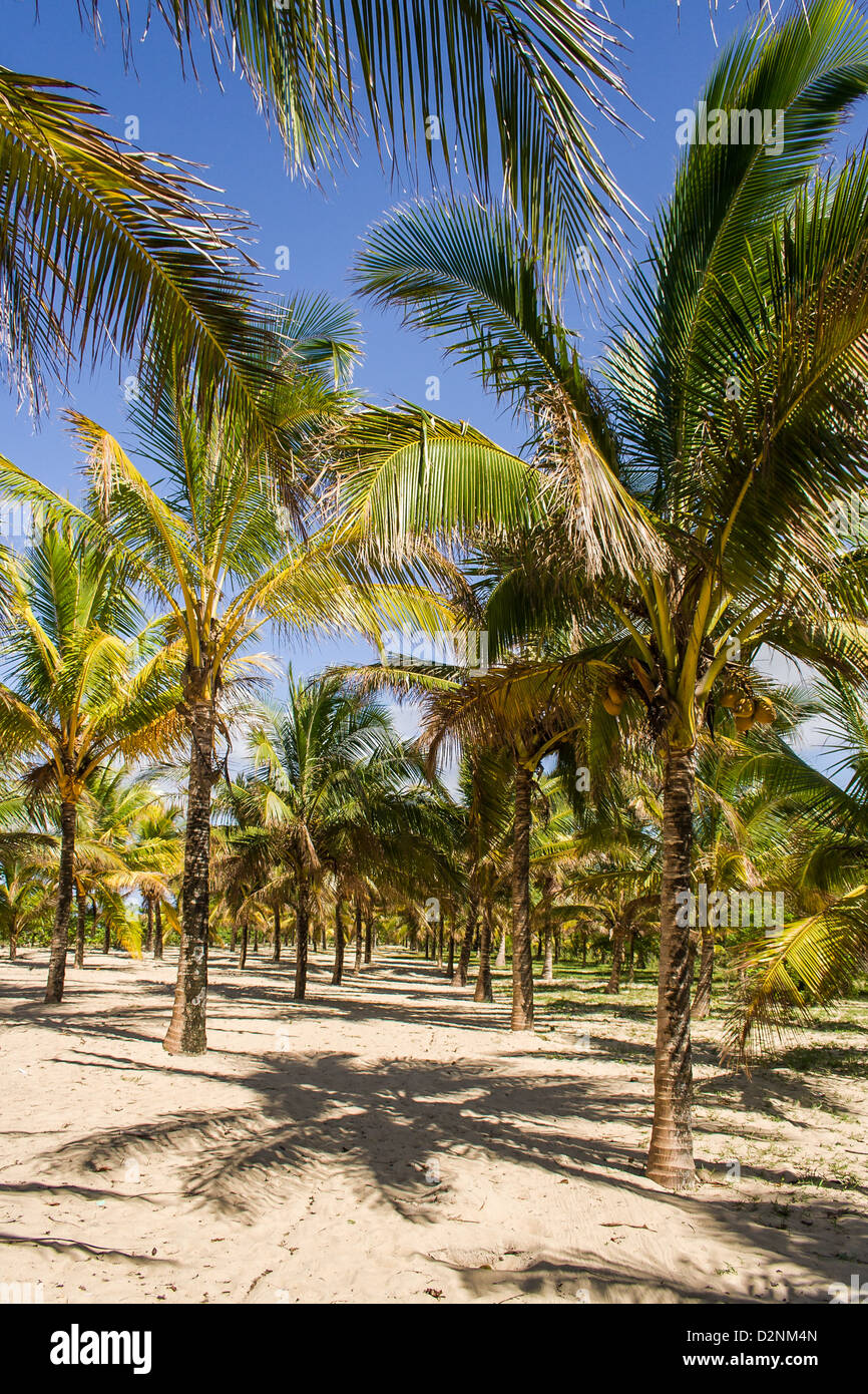 Coconut plantation in eastern Madagascar Stock Photo - Alamy