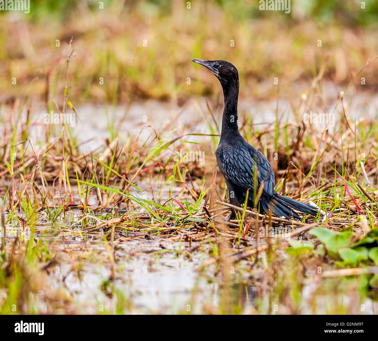 Little Cormorant, phalacrocorax niger, Bird,perched near water edge ...