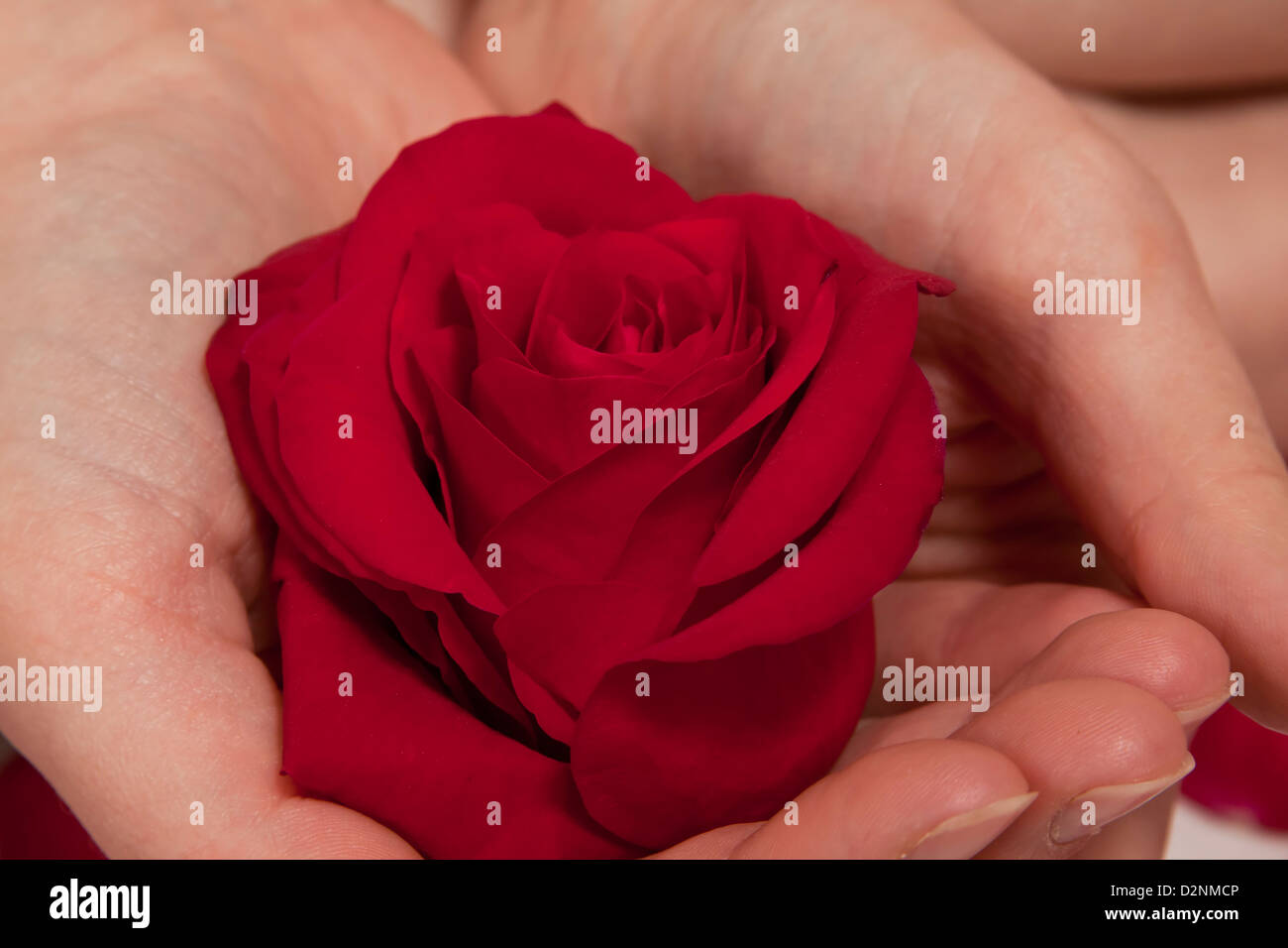 Hand rose petals hi-res stock photography and images - Alamy