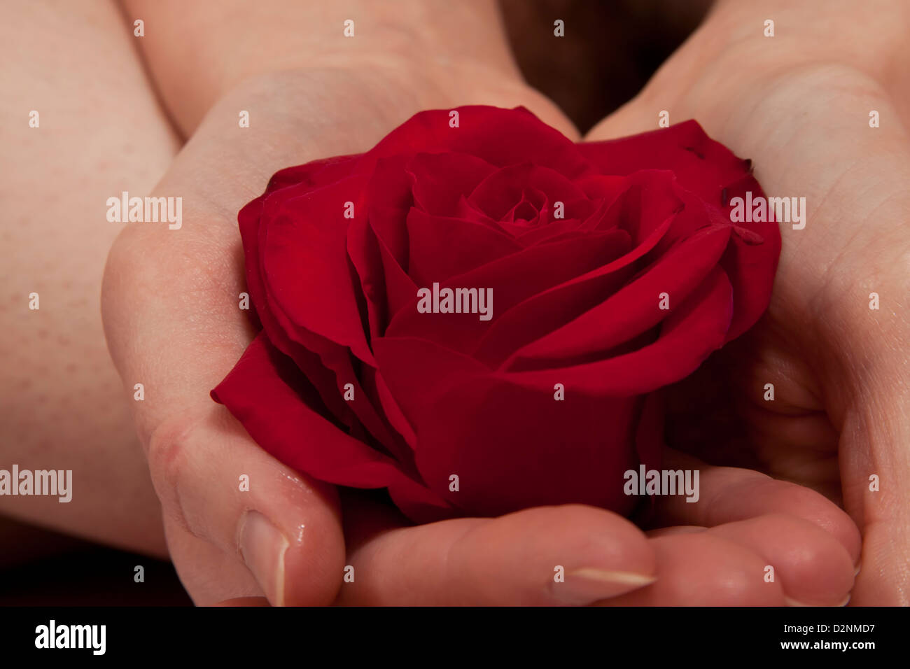 rose in hand 2 Stock Photo - Alamy