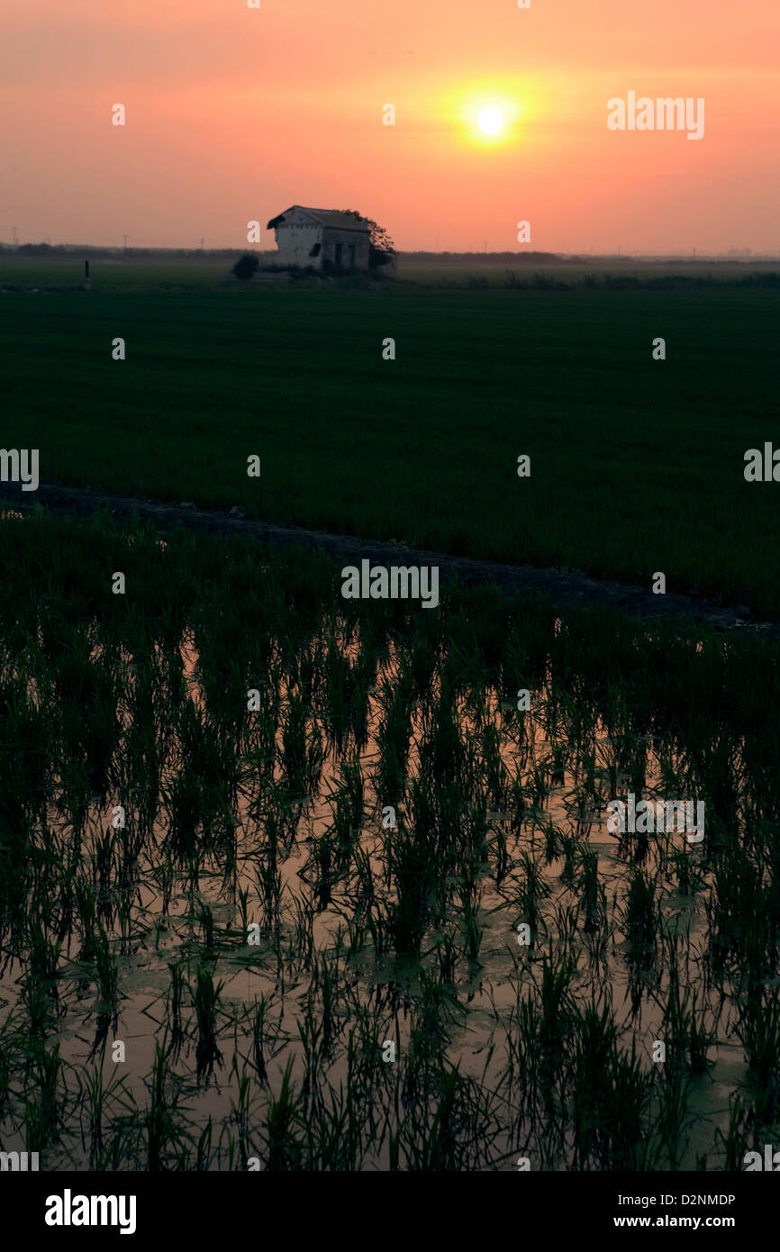 Rice plantations at La Albufera National Park, in Valencia, Spain Stock ...