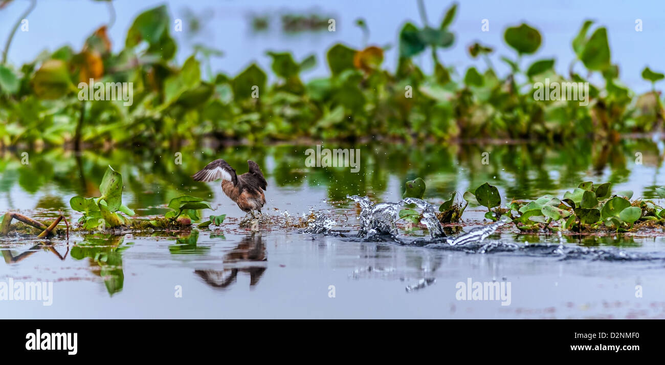 Little Grebes, Tachybaptus ruficollis, birds, flying over water Stock ...