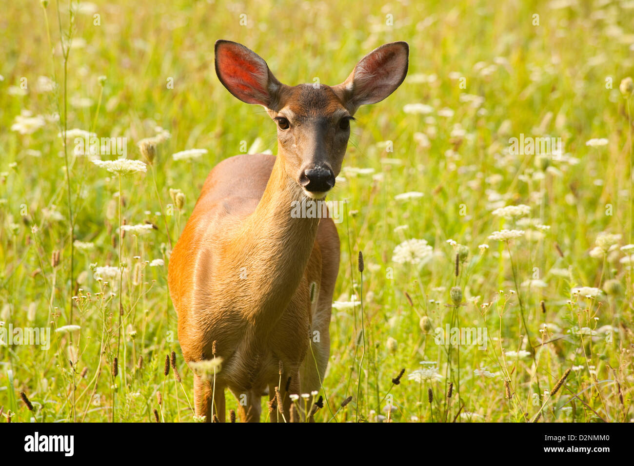 White tailed deer in a peaceful, green field of flowers and tall grass ...