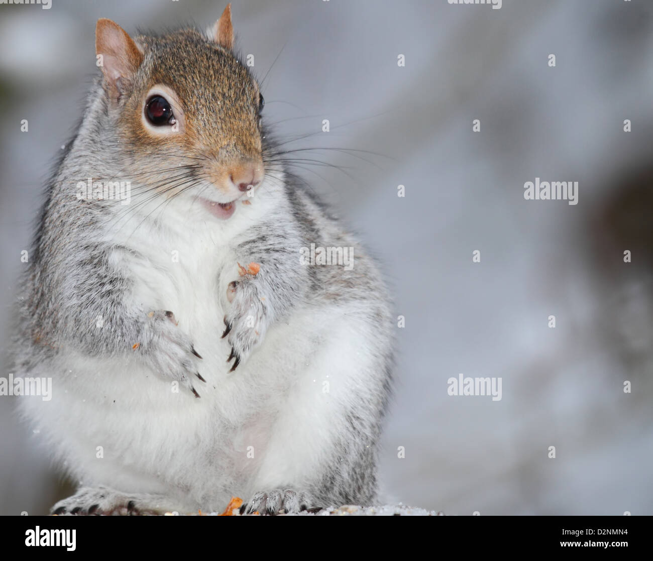 grey squirrel sat eating Stock Photo - Alamy