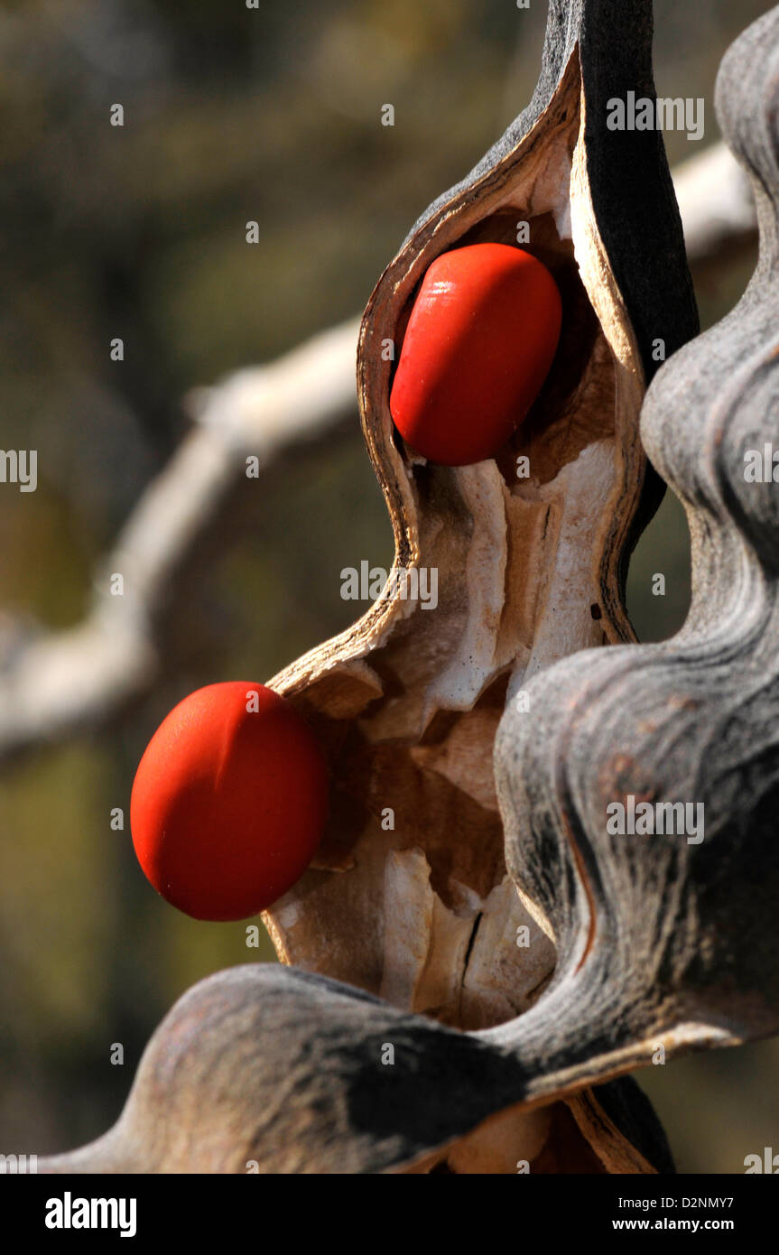 A Southwestern Coral Bean plant, Colorines, (Erythrina flabelliformis ...