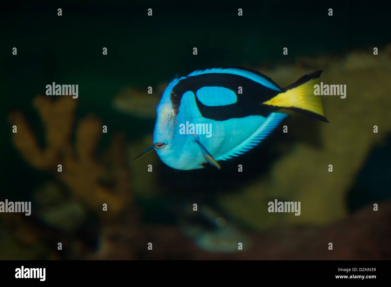 Regal blue tang hi-res stock photography and images - Alamy