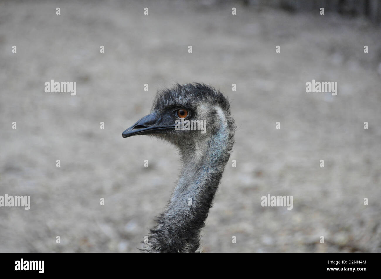 Emu wings hi-res stock photography and images - Alamy