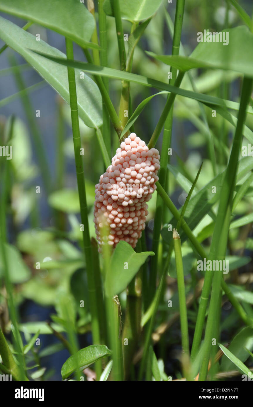 Dragonfly eggs hi-res stock photography and images - Alamy